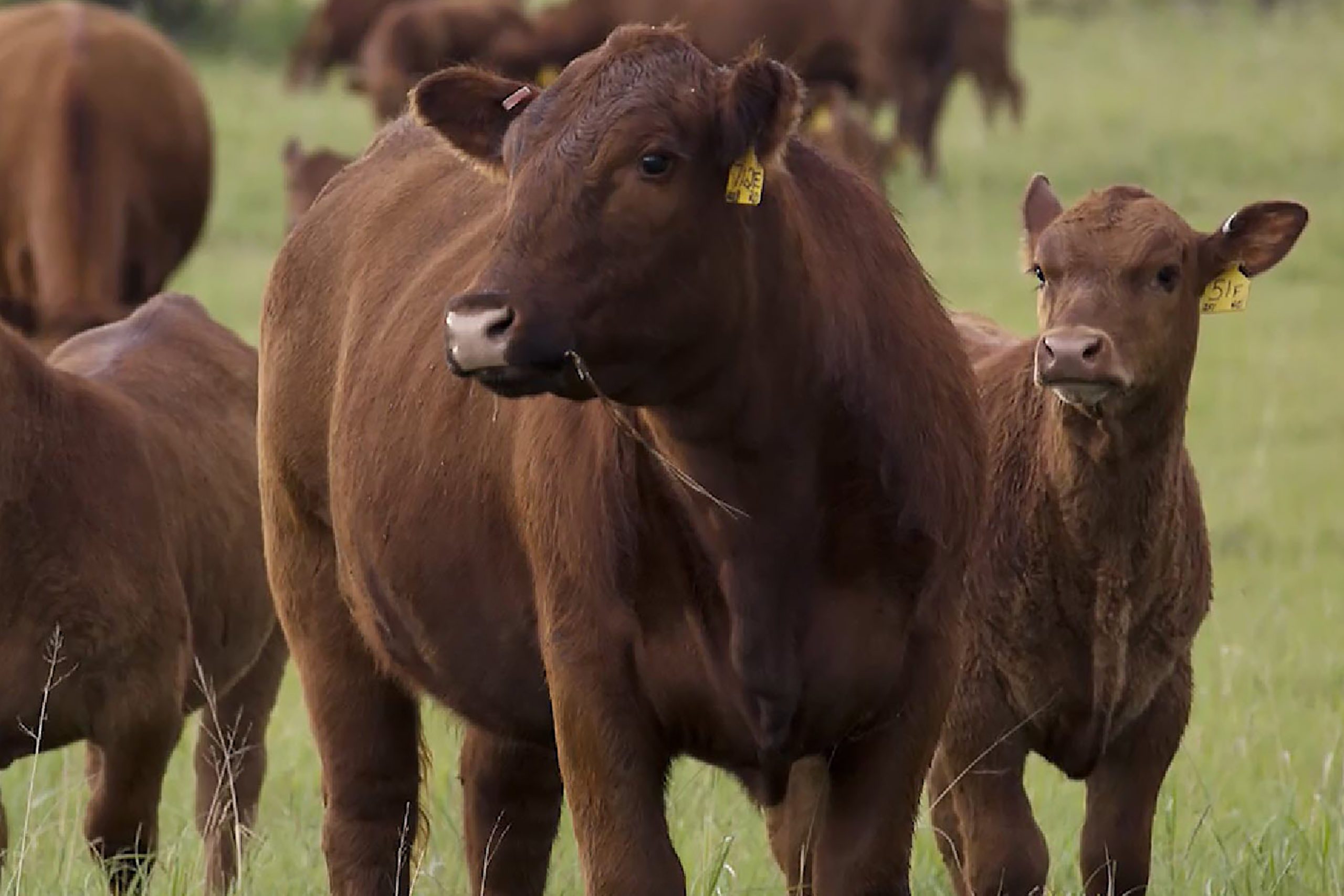 20% All-Natural Tub with CattlActive® | Mine Creek Feed